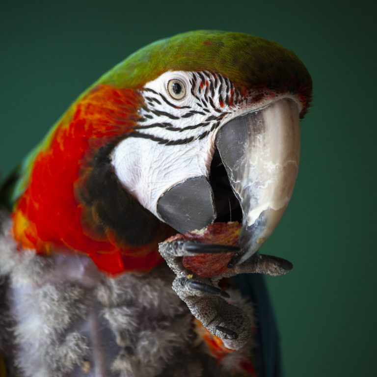 Boeken van Dierenarts Rob van Zon - Papegaaien info