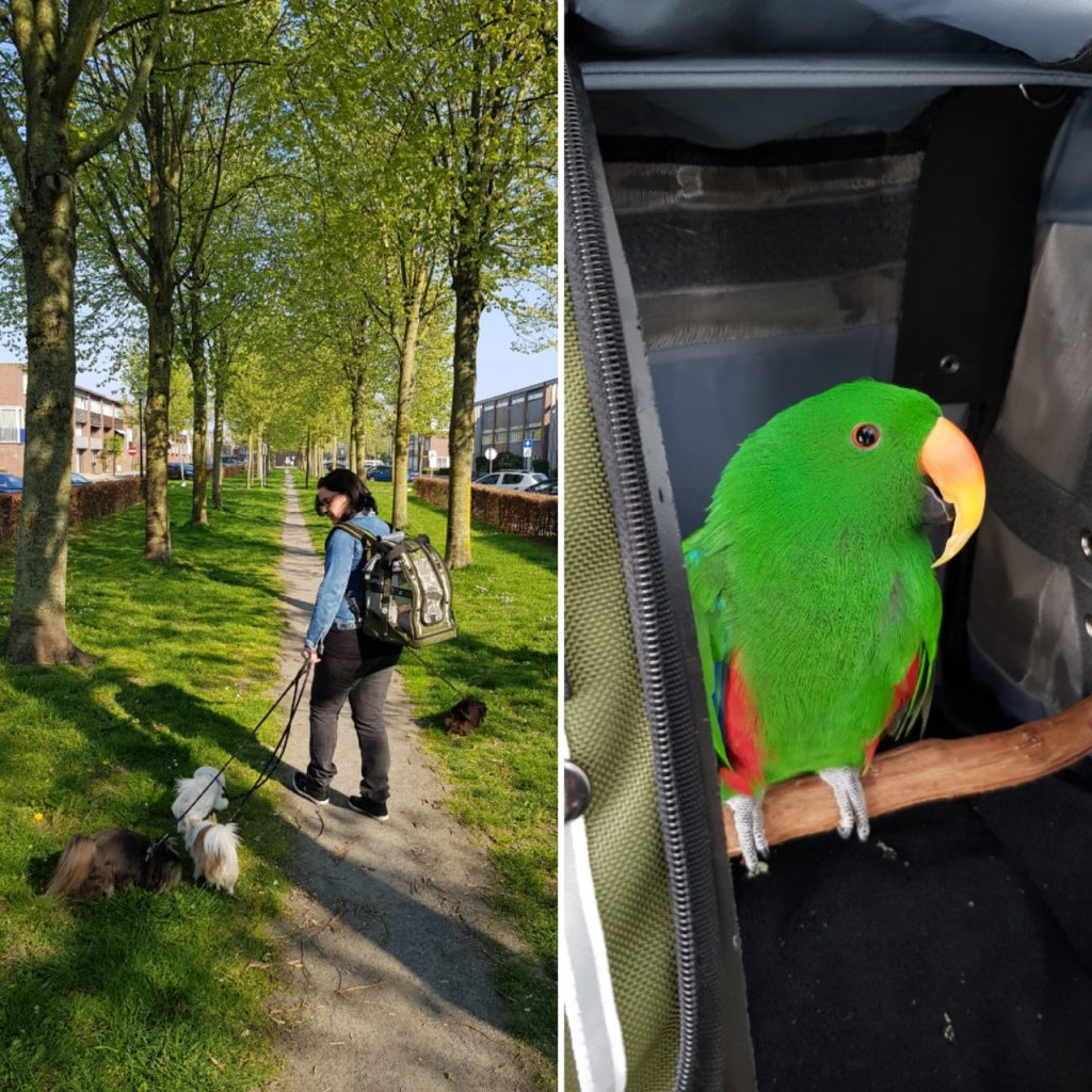 Naar buiten - Papegaaien info
