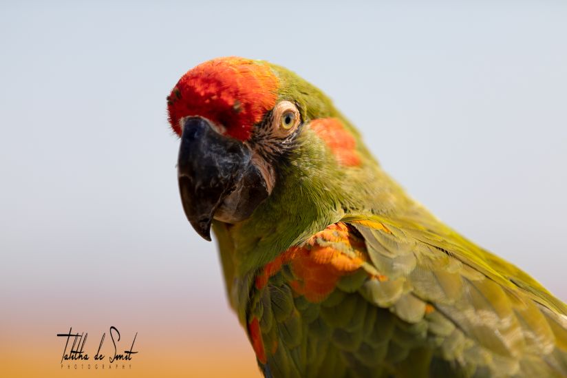 Roodwang ara - Papegaaien info