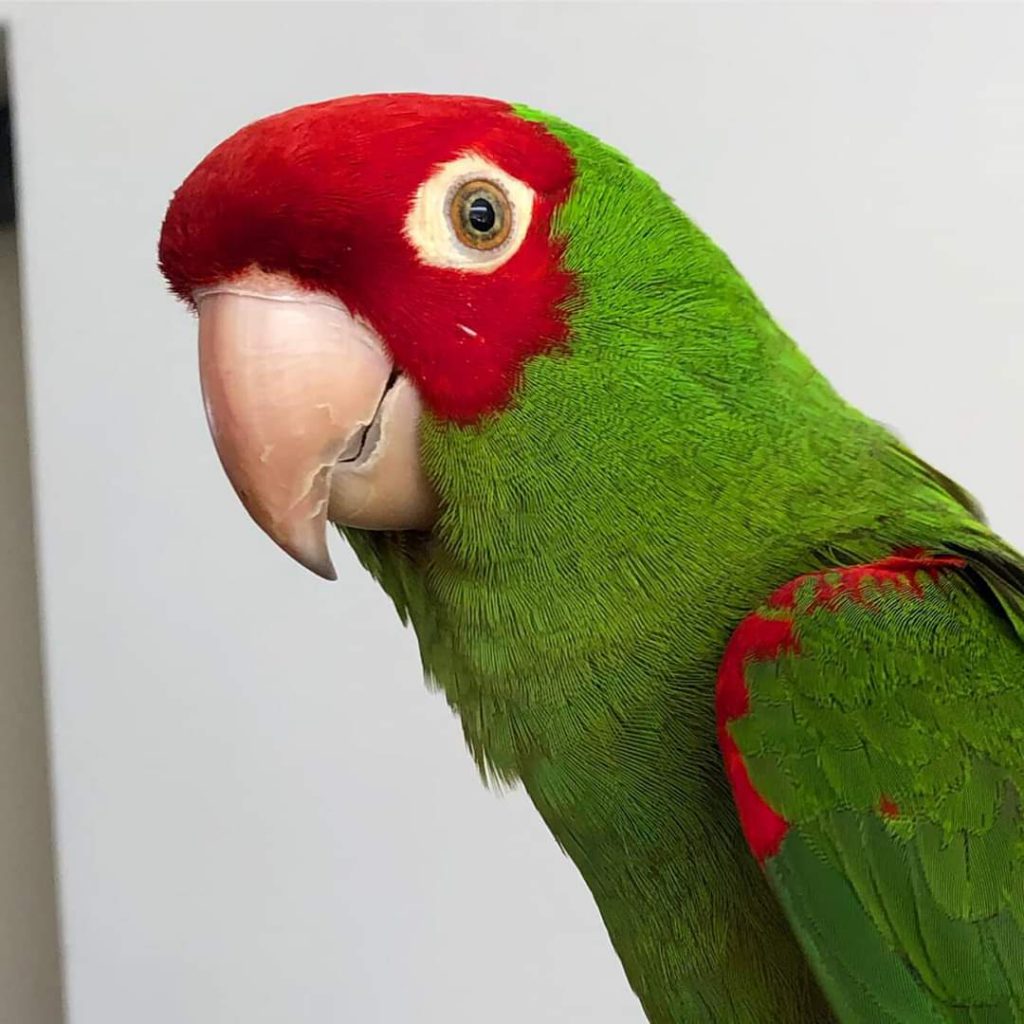 Ecuador aratinga - Papegaaien info