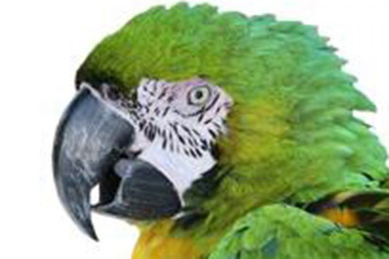 Hybride ara's - Papegaaien info