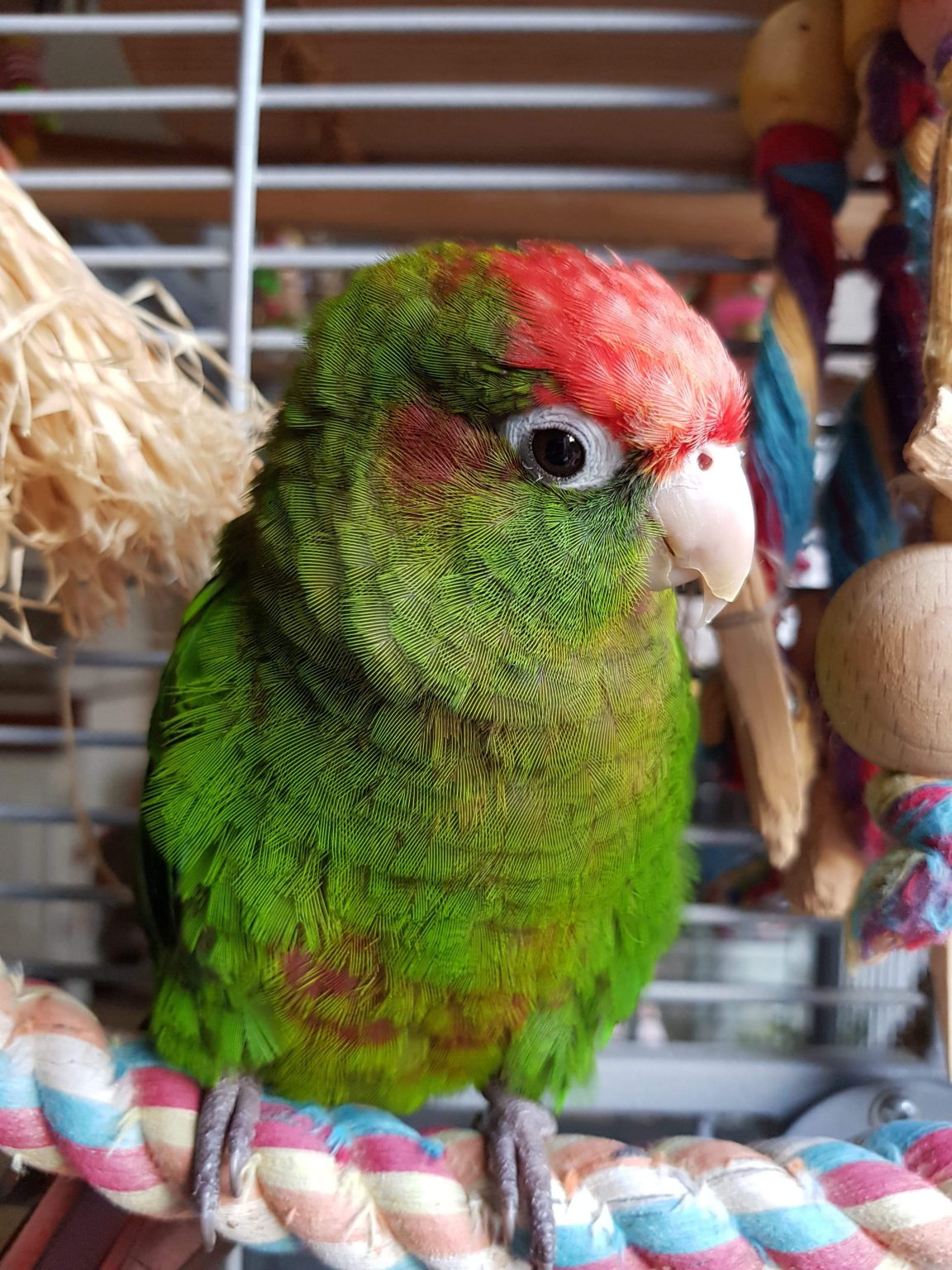 Roodkop parkiet - Papegaaien info