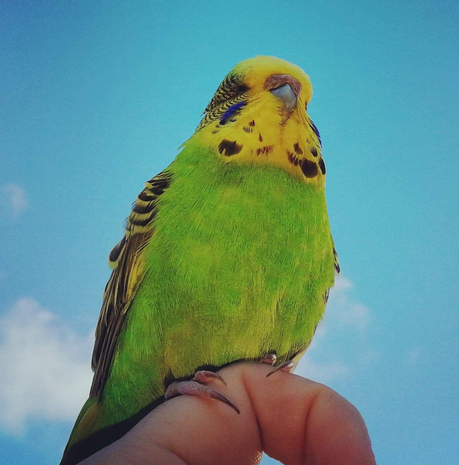 Grasparkiet - Papegaaien info